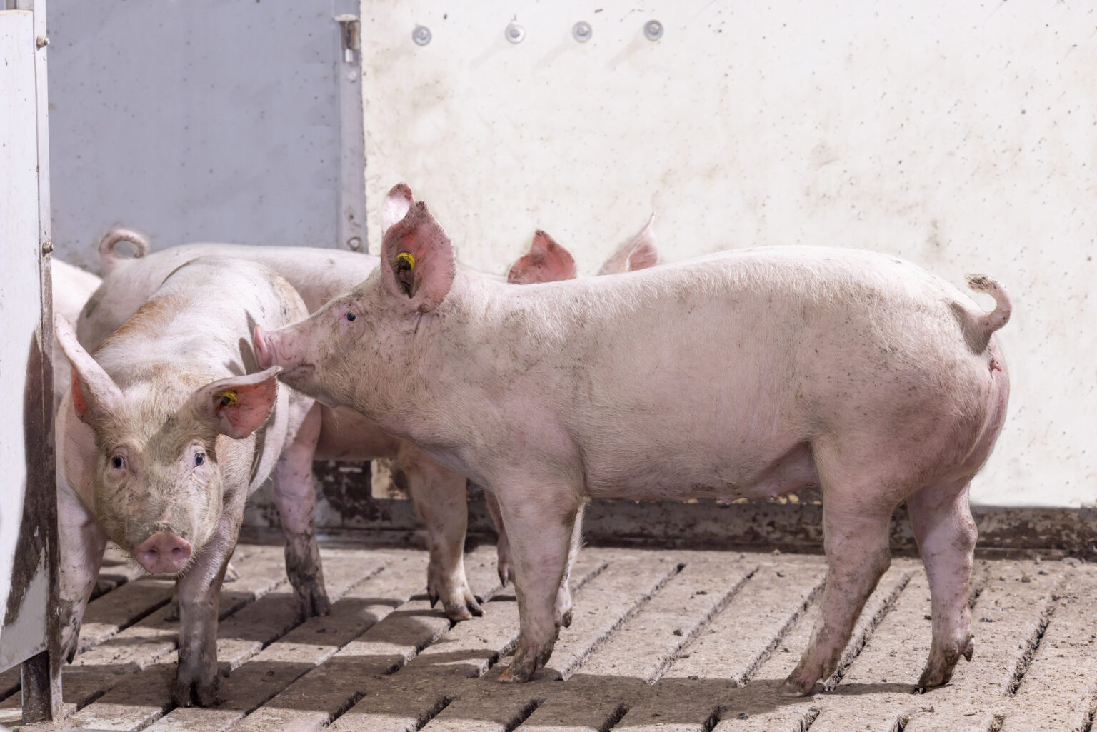Integrating microbiome data to improve breeding value prediction for ...